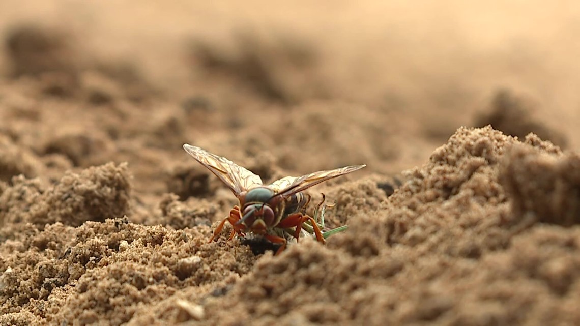 Brood X Cicadas will soon be emerging. Here's what you can expect ...