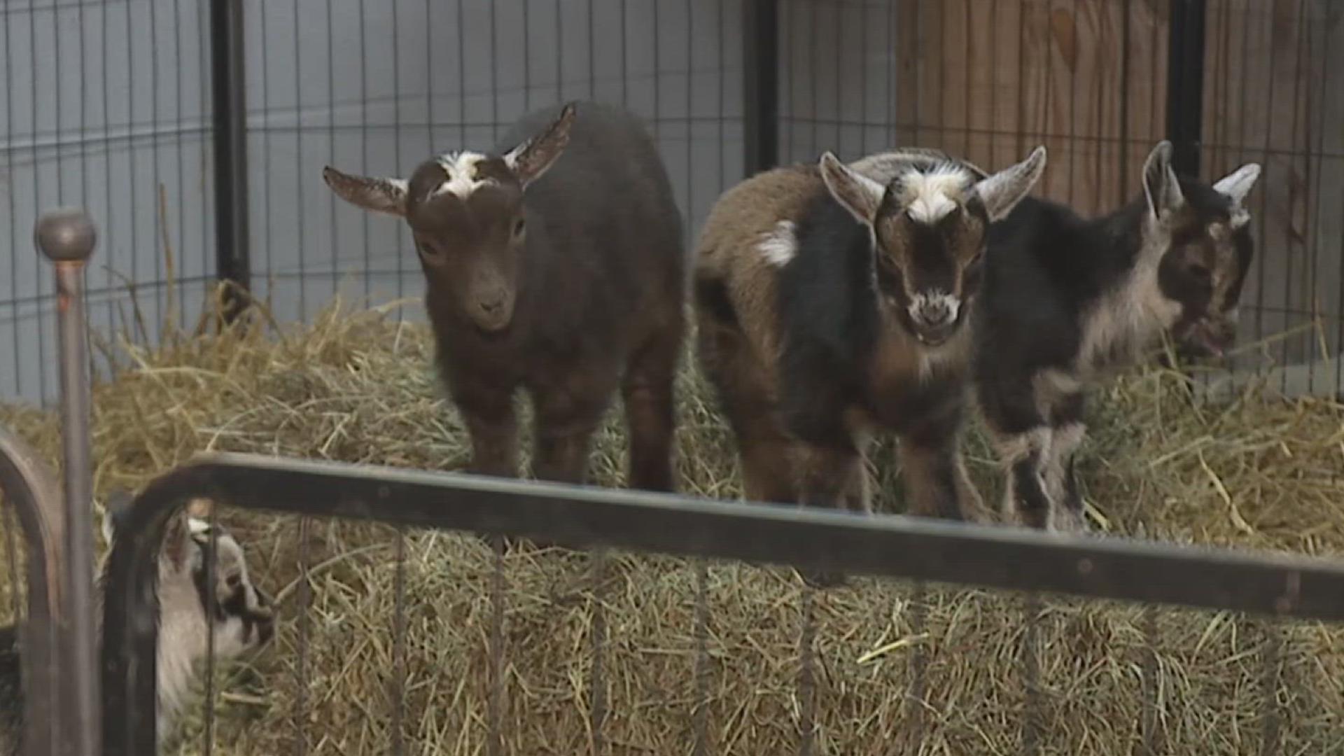Barking Goat Farm invites visitors for baby goat snuggles | fox43.com