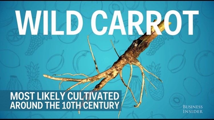 Video shows evolution of food, fruits and vegetables before being ...