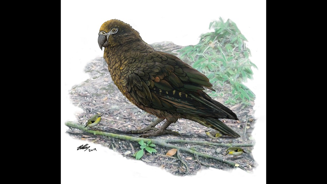 Fossil find reveals that the world’s largest parrot was over 3 feet ...