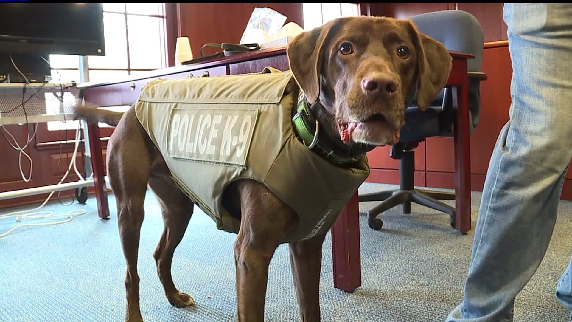 Lancaster County Drug Task Force K9 receives a protective vest | fox43.com