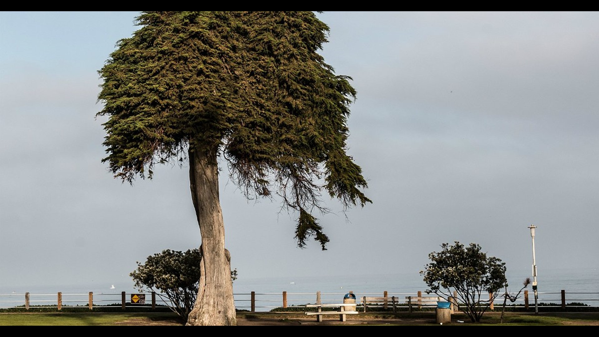 The tree thought to have inspired Dr. Seuss’ ‘The Lorax’ has fallen ...