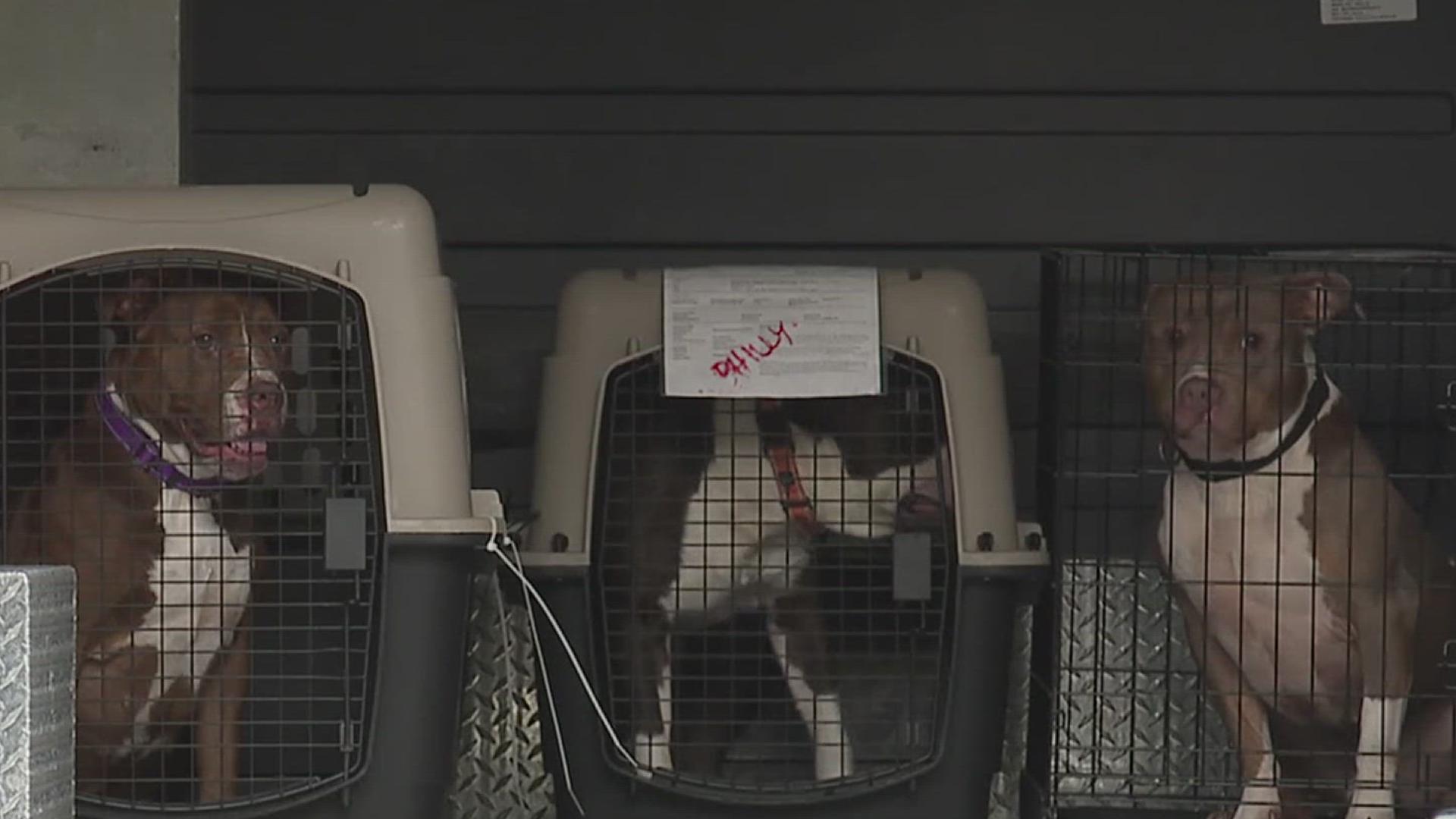 Lancaster SPCA faces AC failure, pets relocated | fox43.com