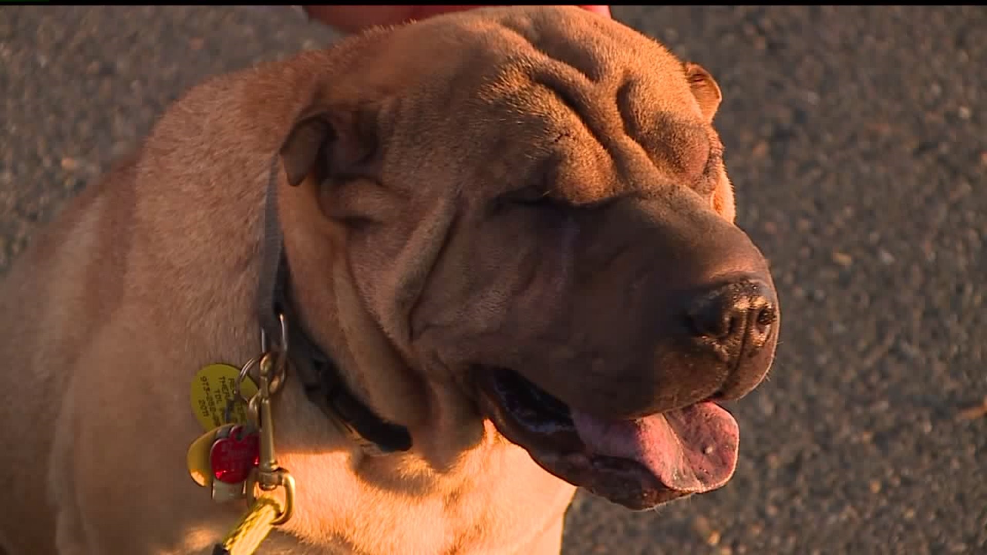 State agriculture secretary has a gift suggestion for your furry friend ...