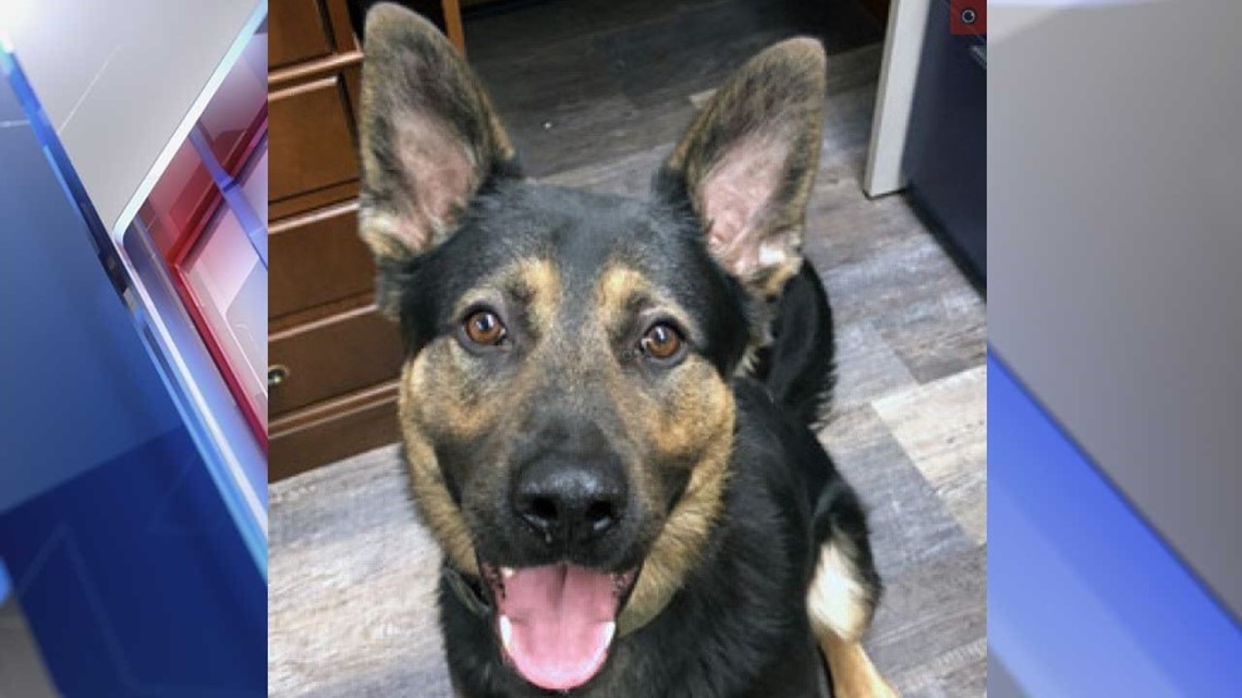 Steelton Police K9 officer Beny to receive bullet- and stab-protective ...