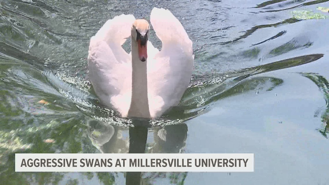 Aggressive swans bother students at Millersville University | fox43.com