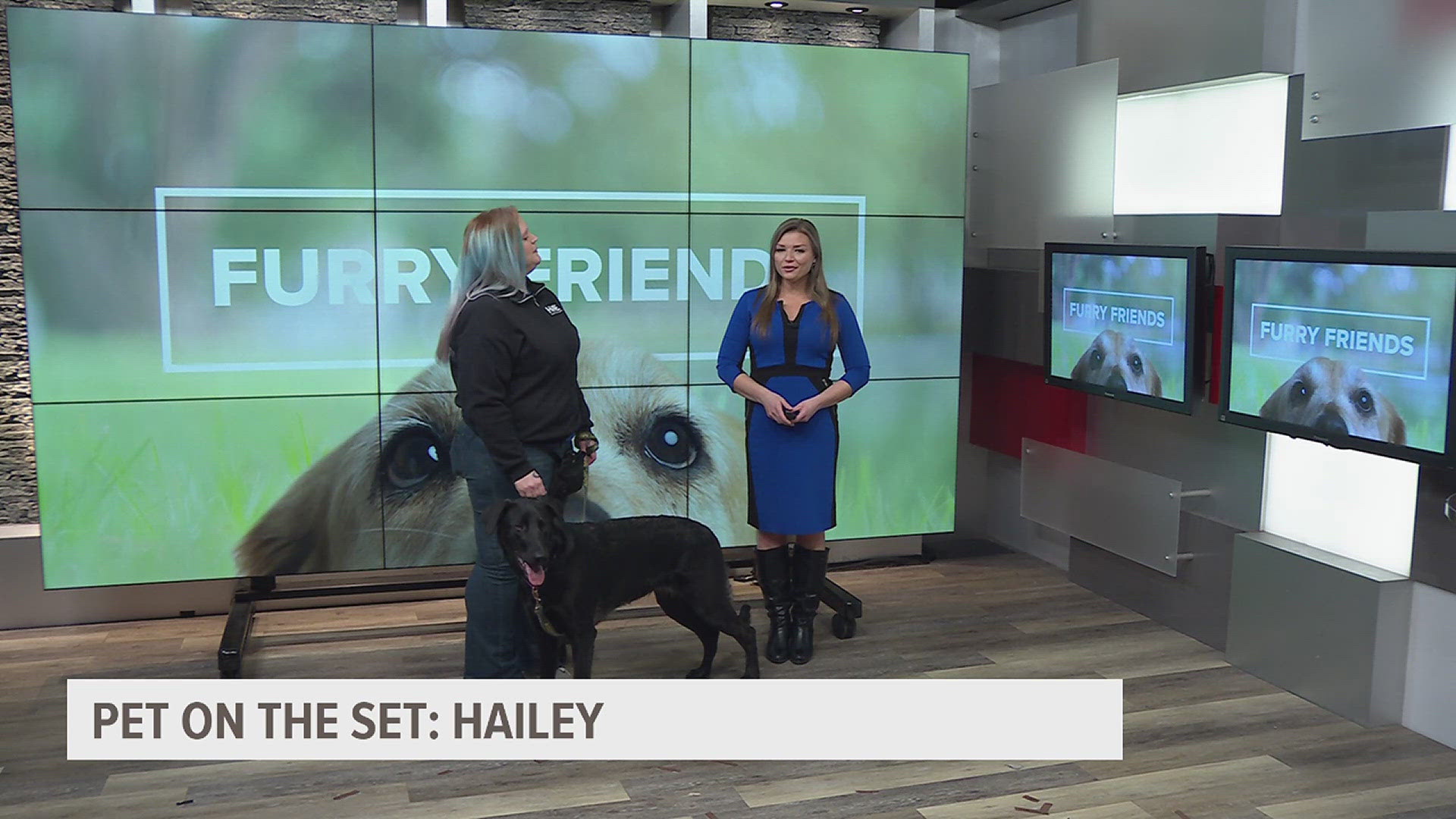 Furry Friends | Meet Hailey, the dog! | fox43.com