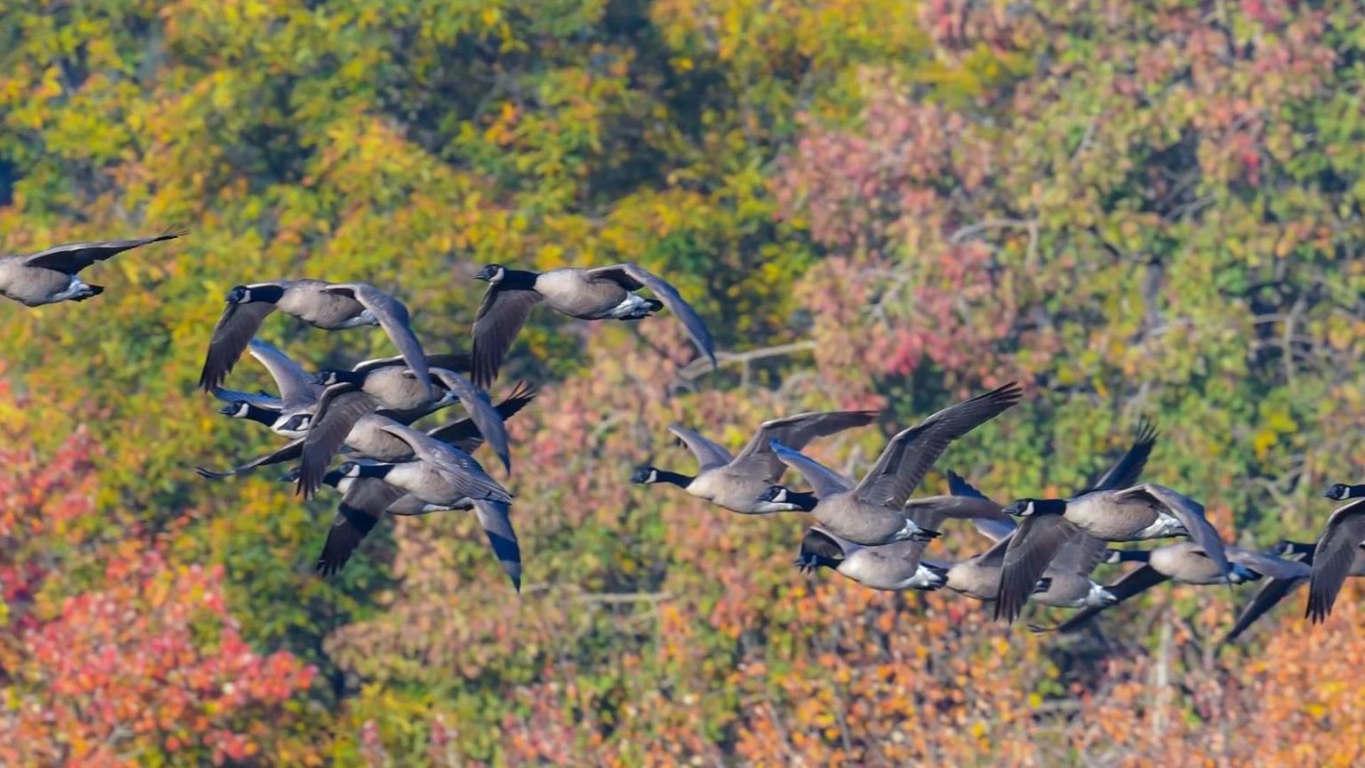 Fall emerges across central Pa. | PHOTO GALLERY | fox43.com
