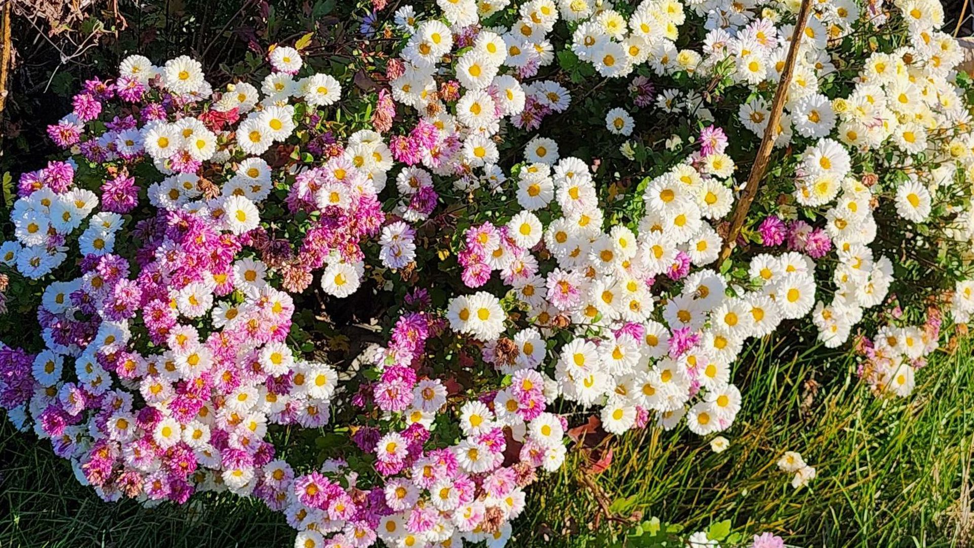 Fall emerges across central Pa. | PHOTO GALLERY | fox43.com