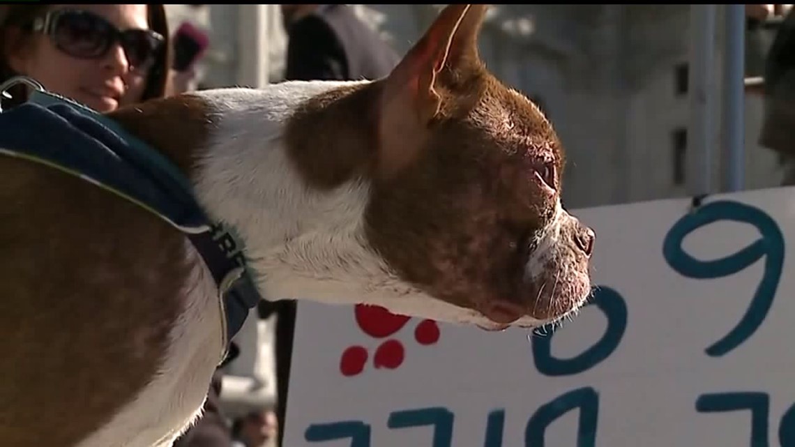 There were more than 20,000 animal cruelty and neglect charges filed in ...