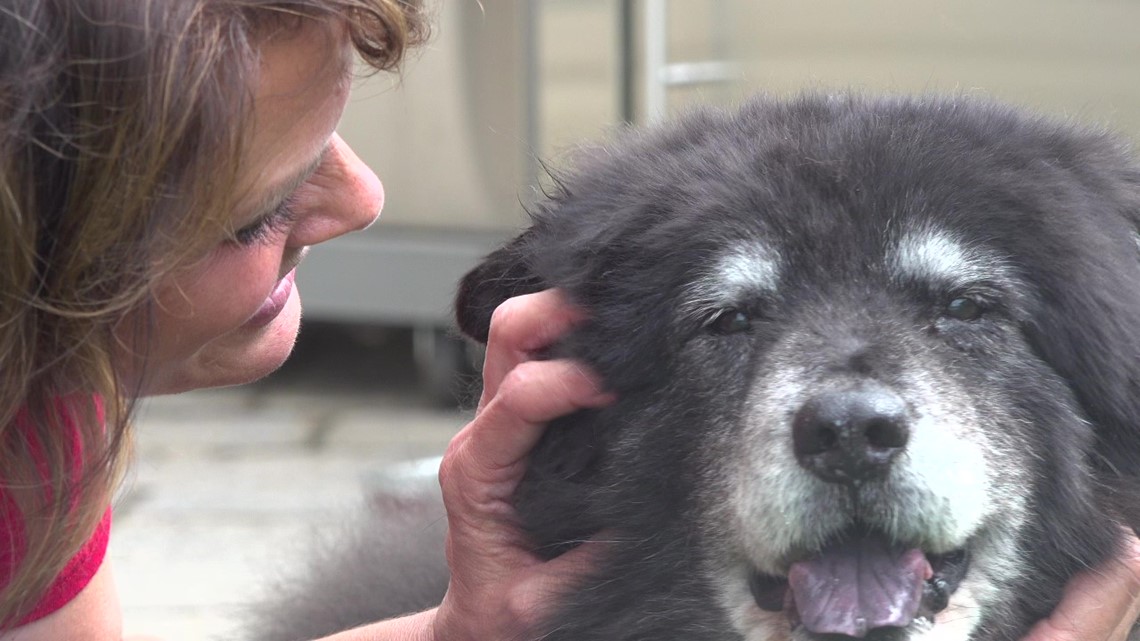 A 17-year-old dog who survived Hurricane Katrina is living his best ...