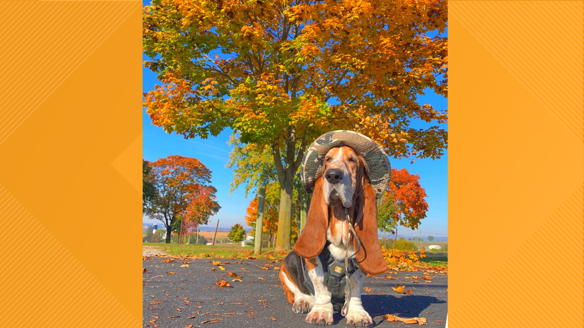 Fall emerges across central Pa. | PHOTO GALLERY | fox43.com