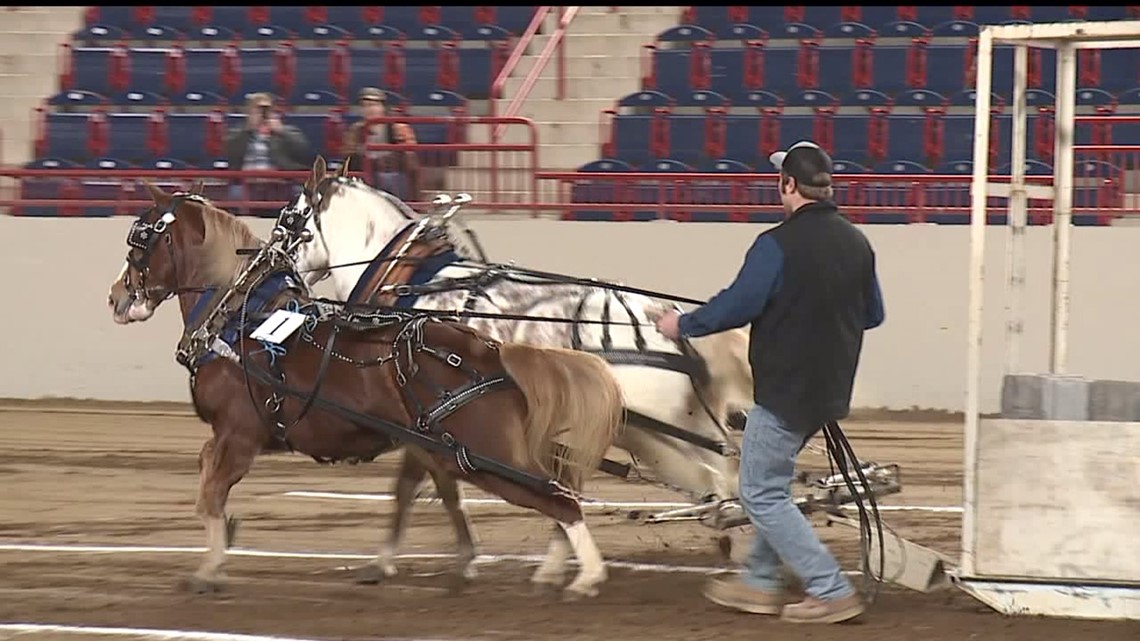 Pony Pull held at PA Farm Show | fox43.com