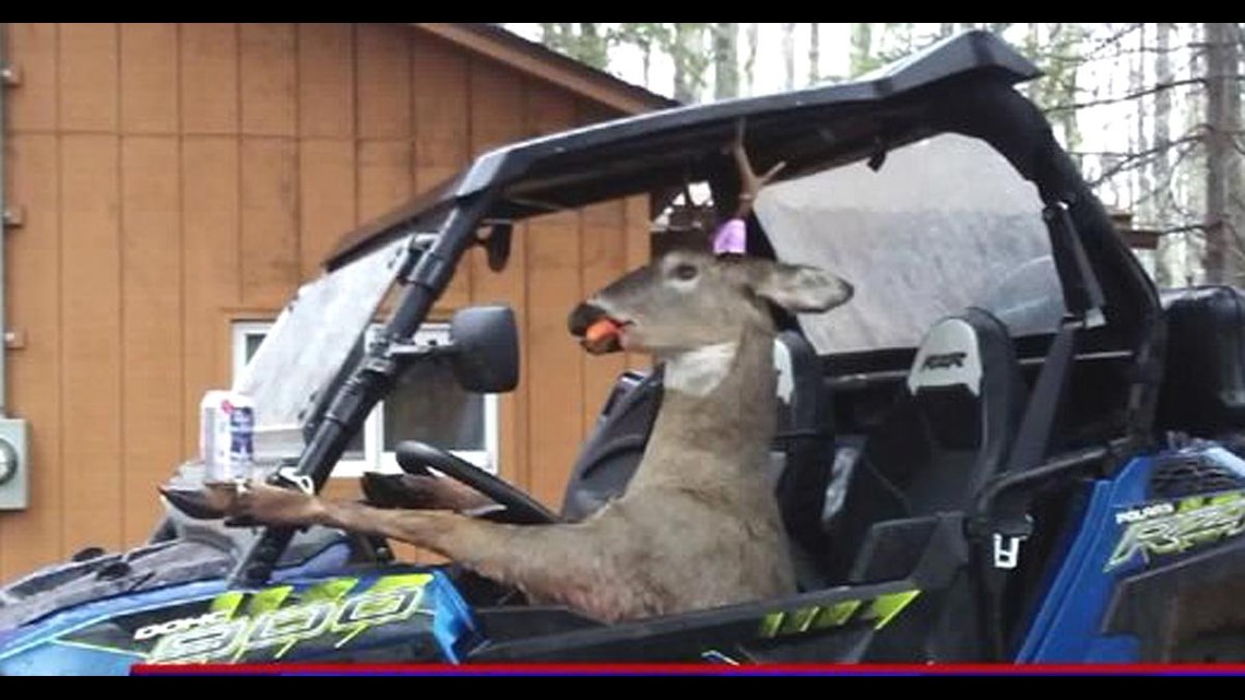 Oh deer! Hunter’s highway prank goes viral | fox43.com