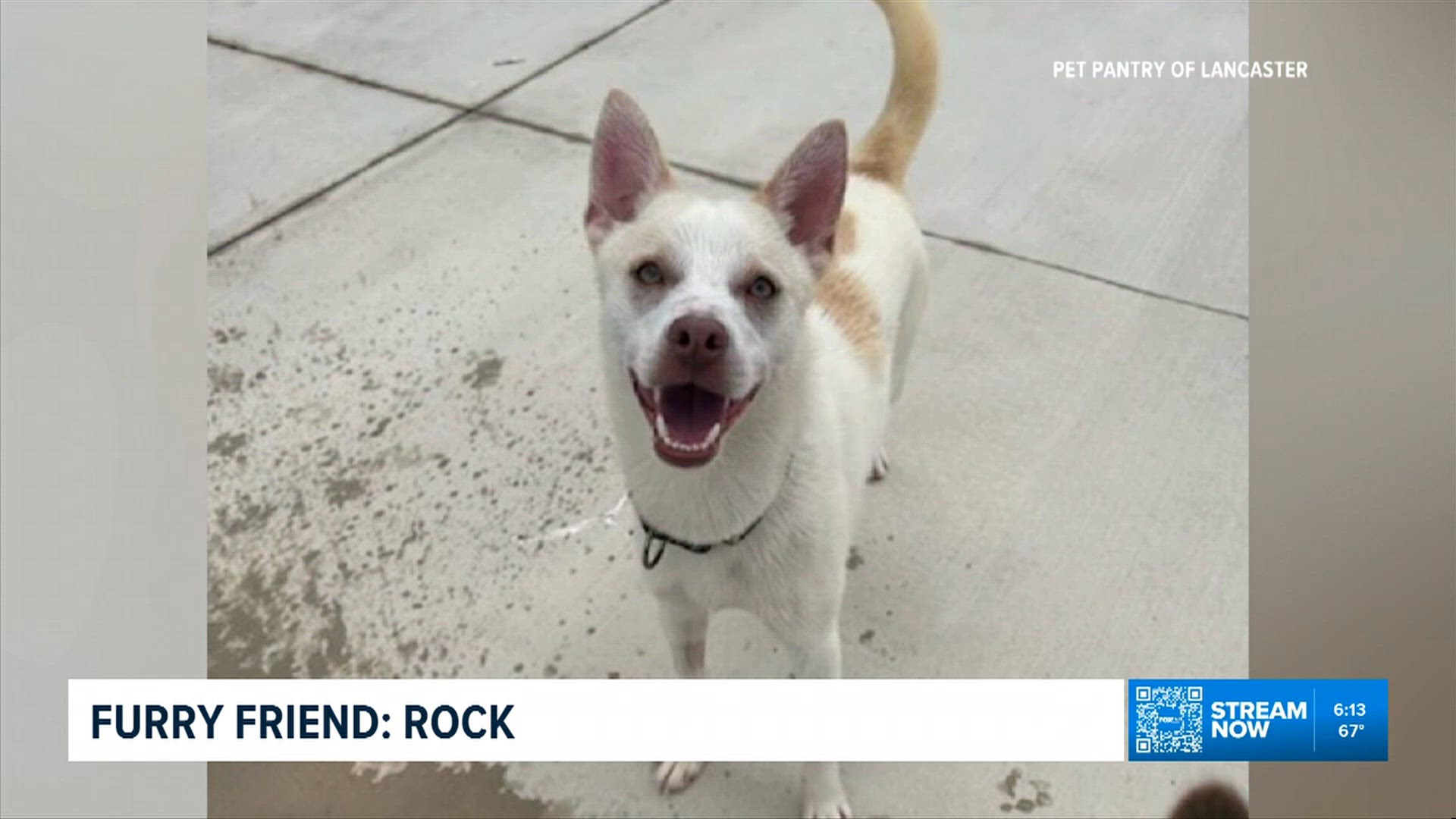 Furry Friends: Meet Rock | fox43.com