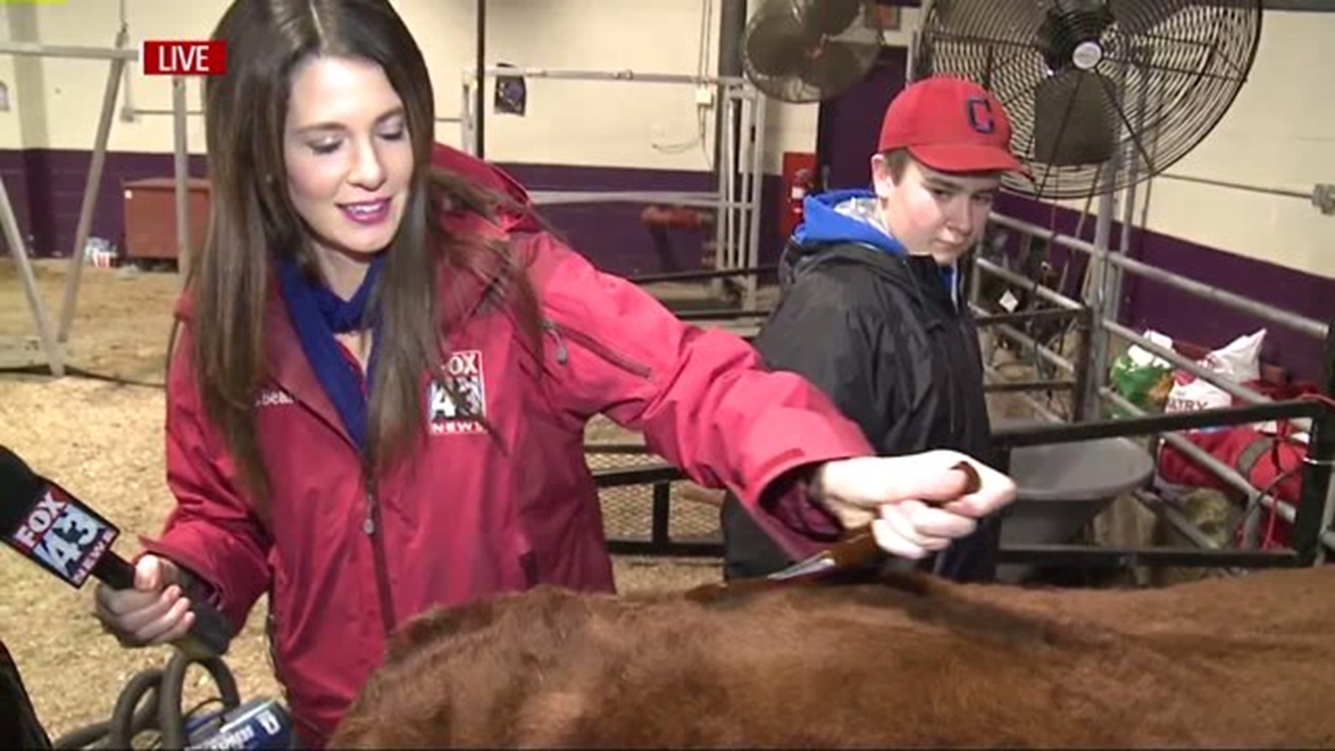 From livestock to milkshakes, the 100th Annual Pennsylvania Farm Show ...
