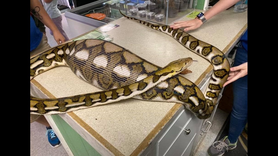 Forgotten Friend Reptile Sanctuary seeks answers in regards to python ...