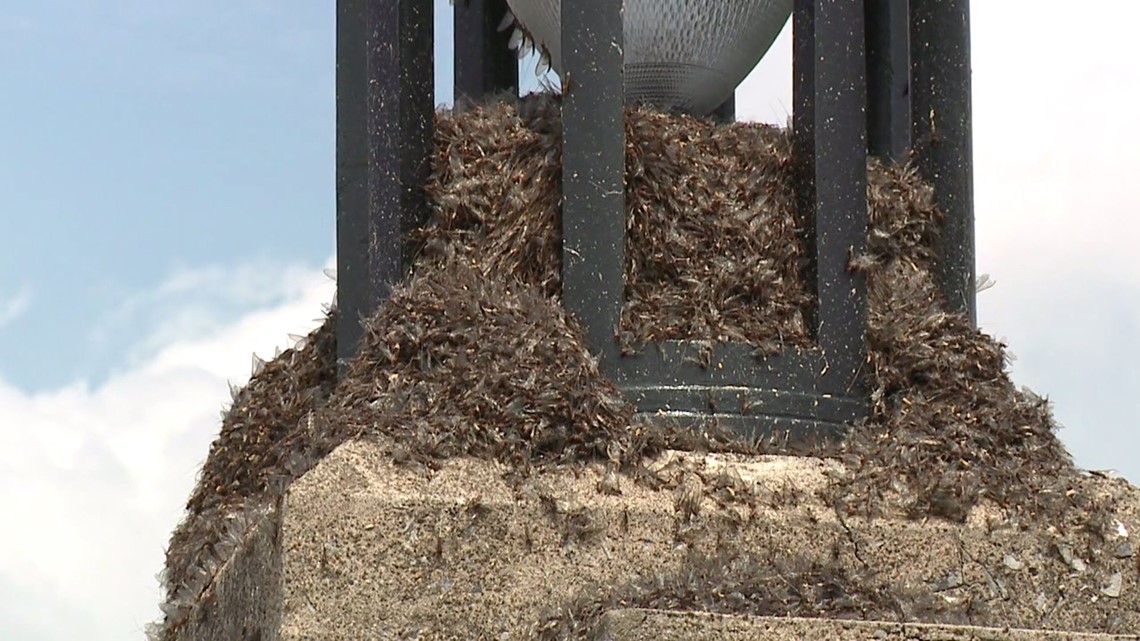 Mayfly swarm forces bridge closure | fox43.com