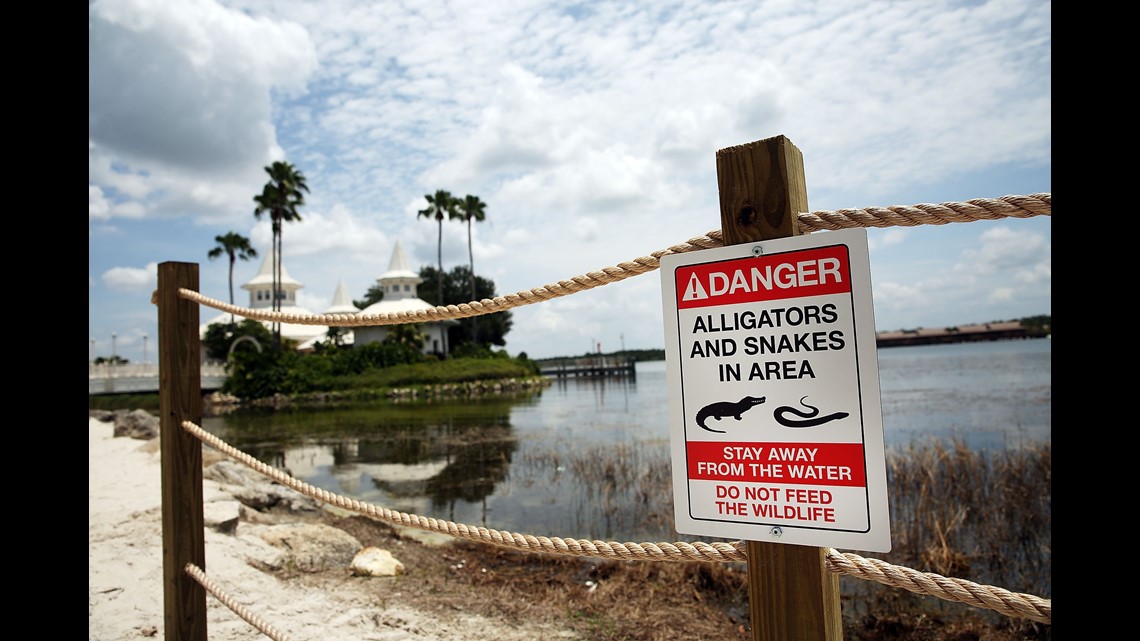 Disney beaches reopen, state believes it caught killer gator | fox43.com