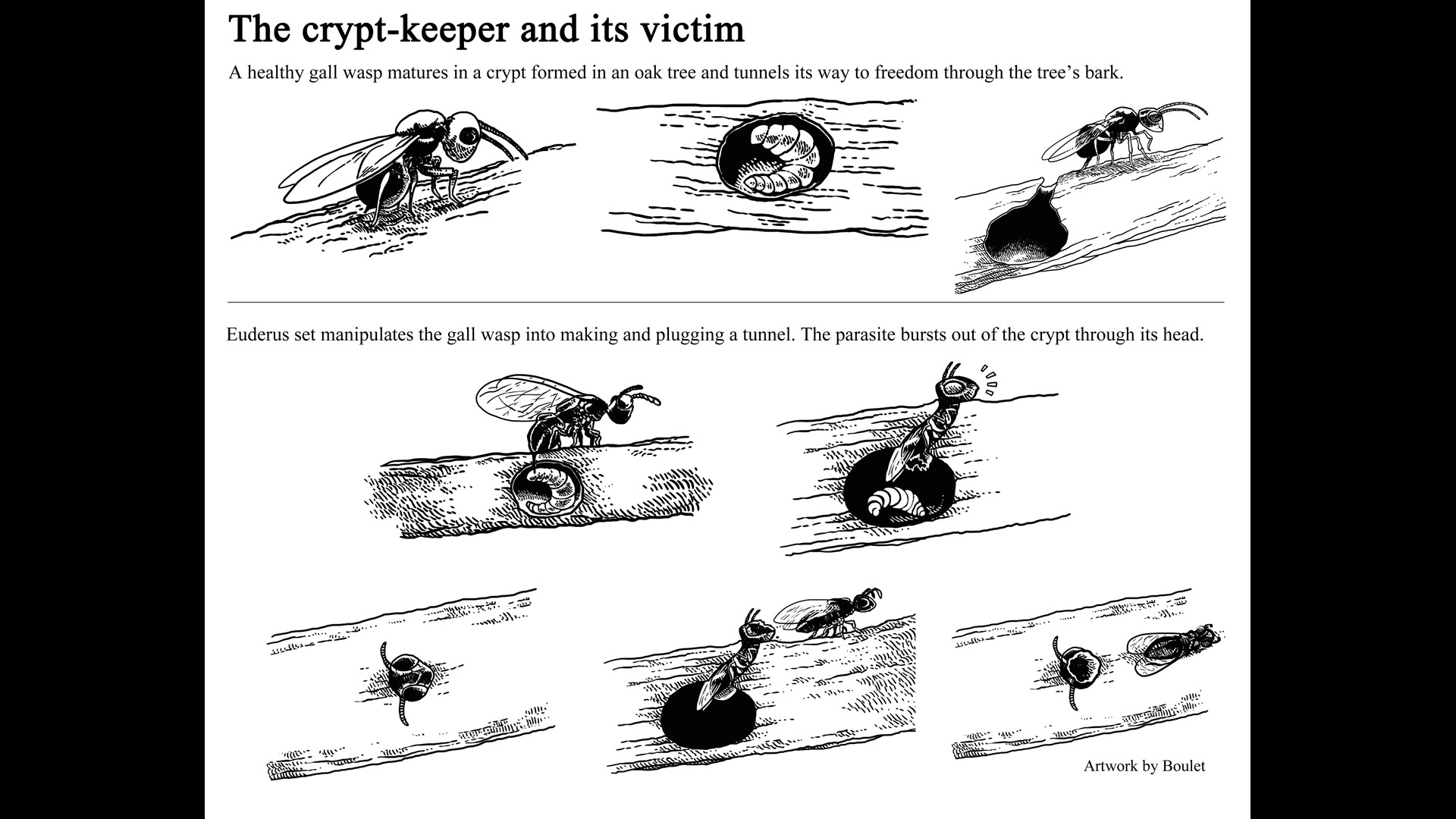 ‘Crypt-keeper’ wasp is the stuff of nightmares | fox43.com