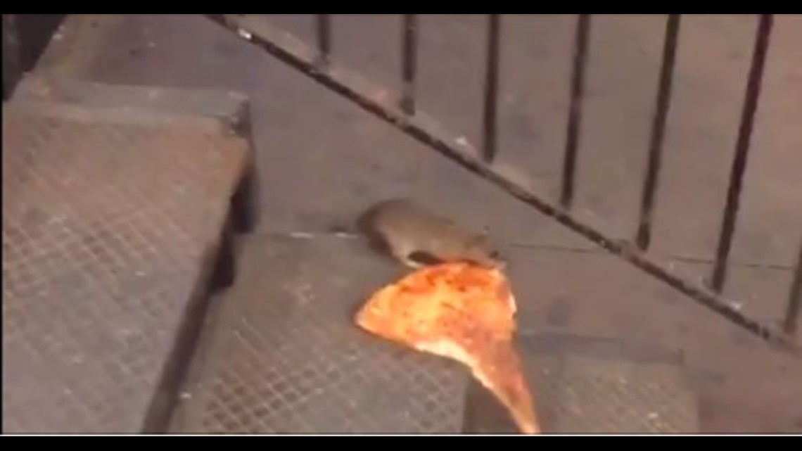 Meet Pizza Rat! New York City subway rat drags a slice of pizza down ...