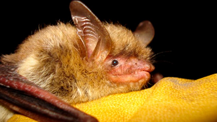 State introduces new conservation measures to help protect threatened ...