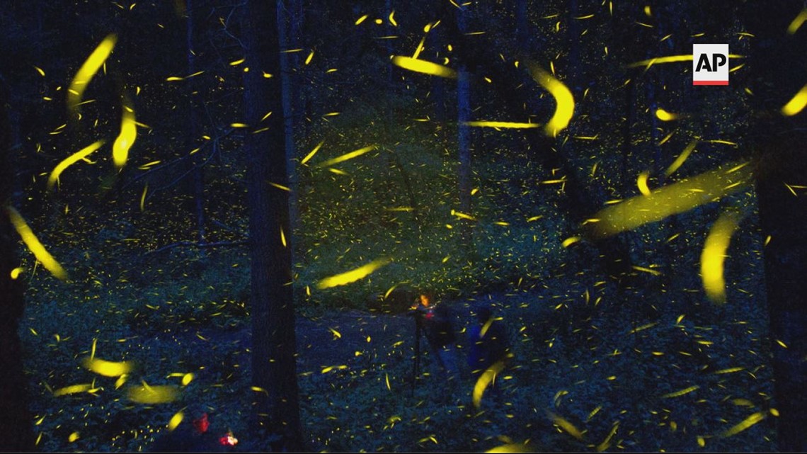 There is a decline in fireflies this summer season; Hear what experts ...