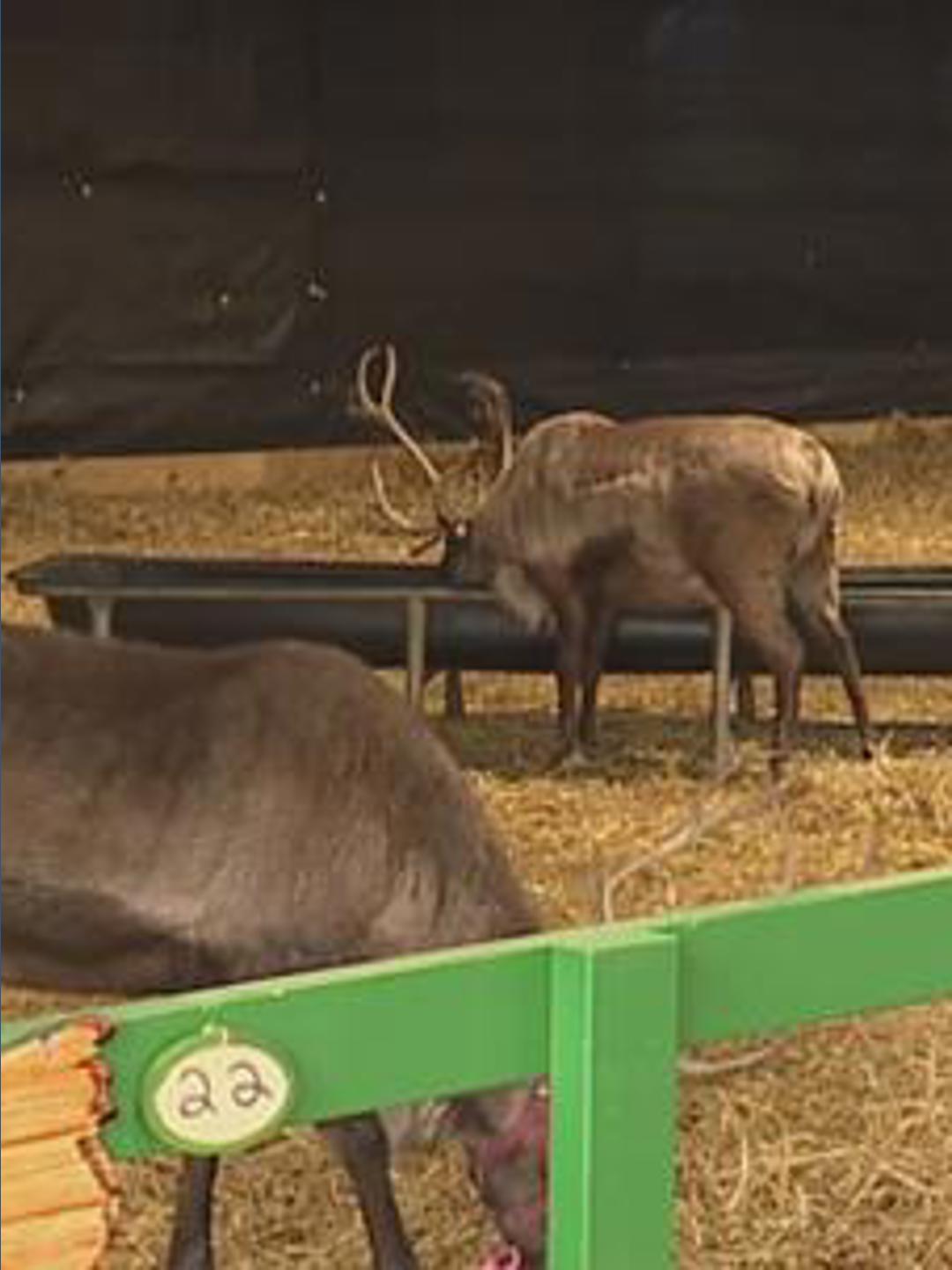 Timeline: The murder of Laurie Show, trials and appeals of co ...