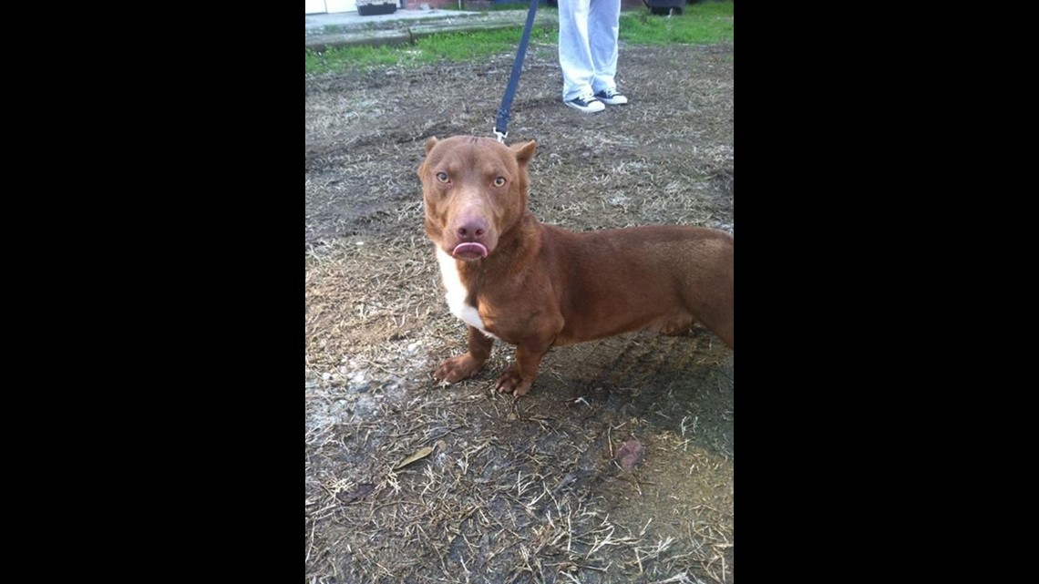 This may be the most unusual dog breed mix | fox43.com