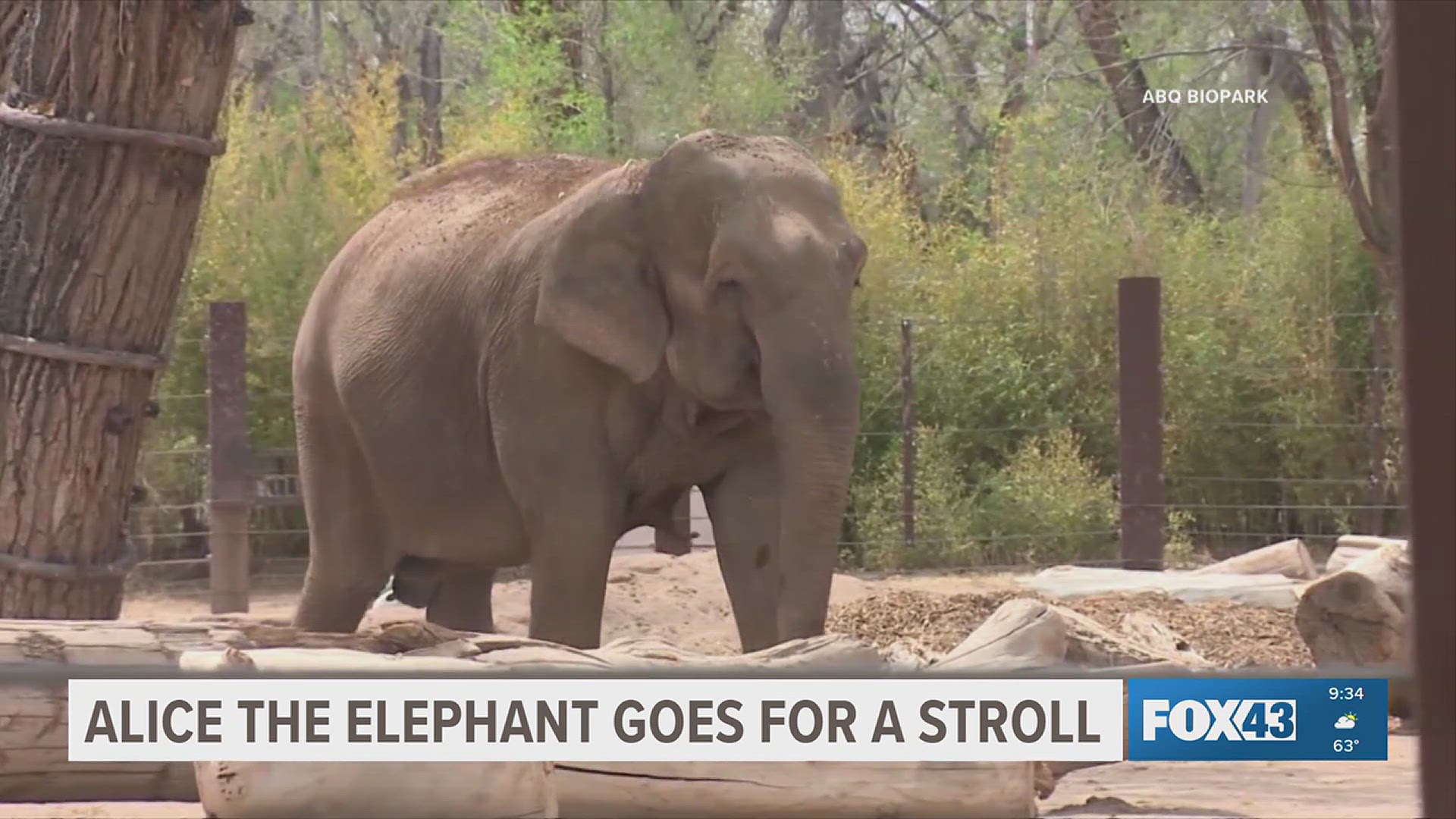 Alice the Elephant goes for a stroll | fox43.com