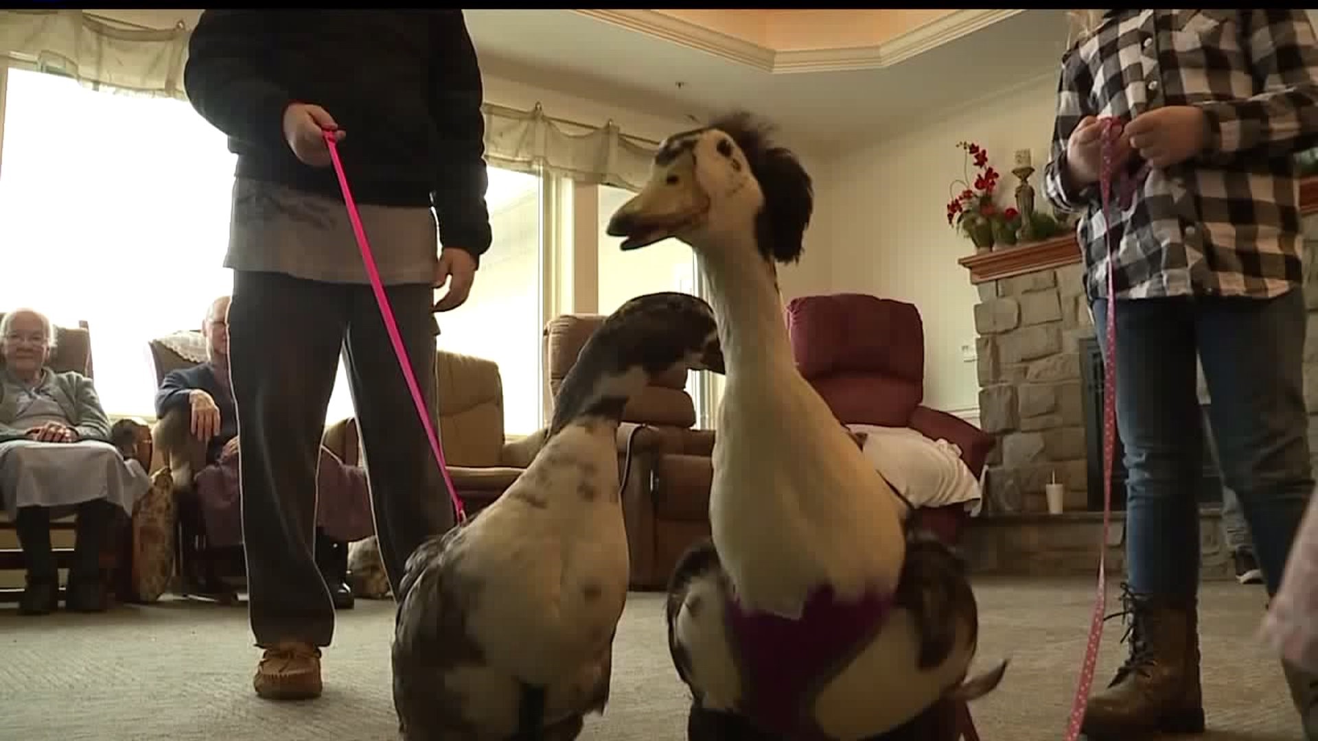 Family fights once again to keep ducks for son with autism in Richland ...