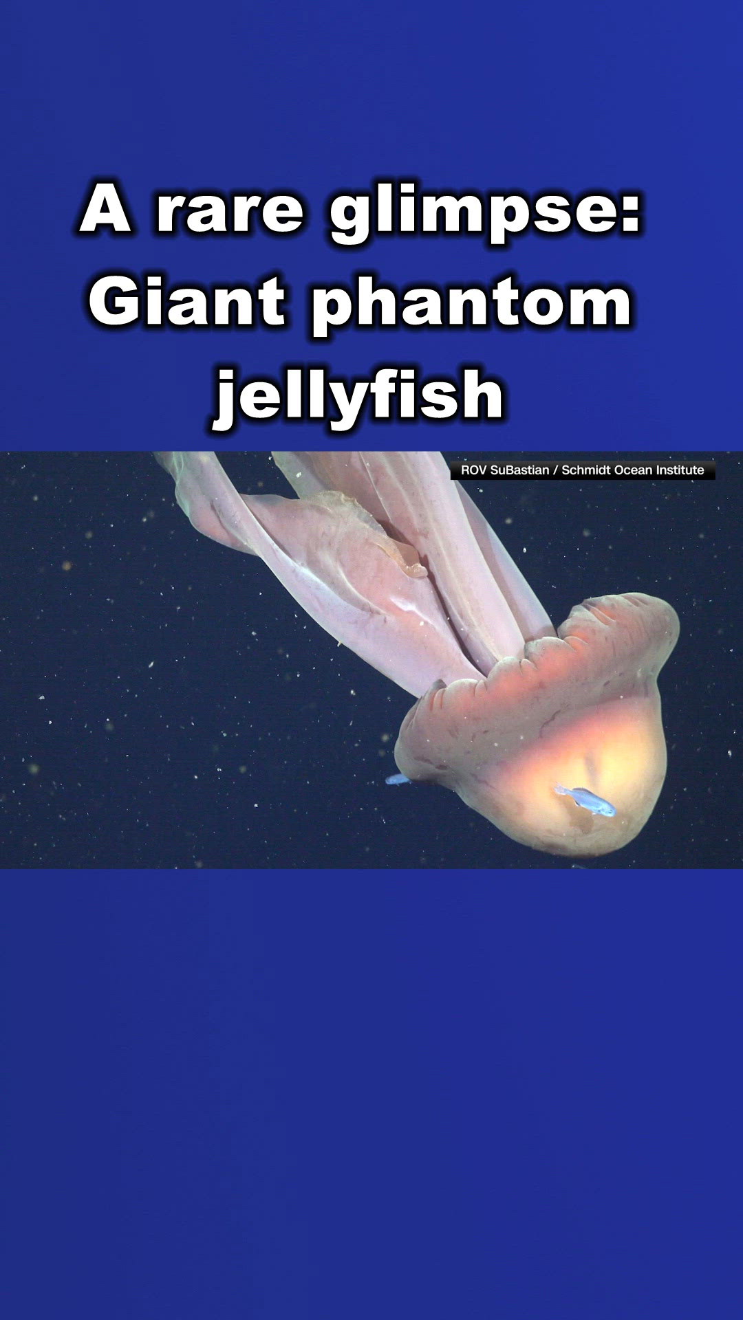 A rare glimpse: Deep-sea expedition captures new image of giant phantom ...