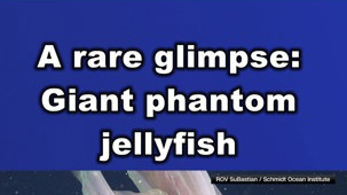 A rare glimpse: Deep-sea expedition captures new image of giant phantom ...