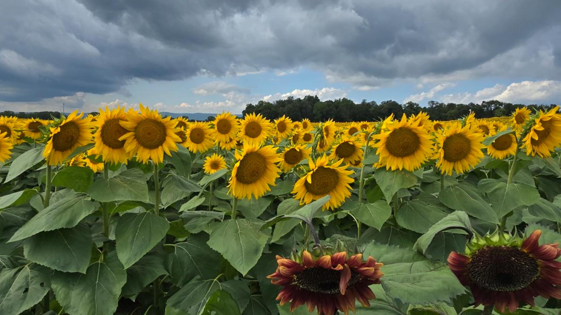 Bid farewell to summer with these central Pa. snapshots | PHOTO GALLERY ...