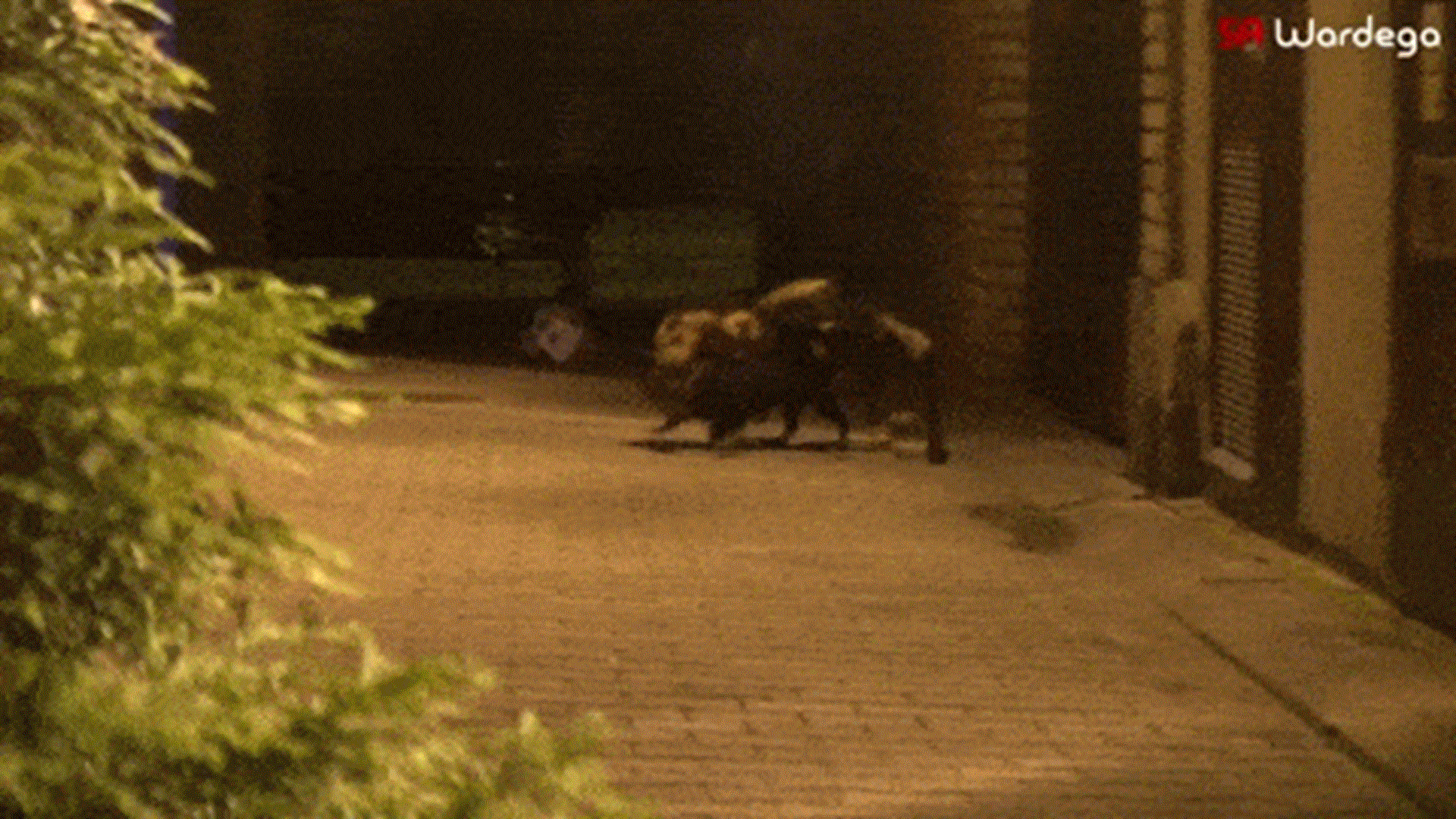 VIDEO: Giant mutant spider dog prank is both terrifying and hilarious ...