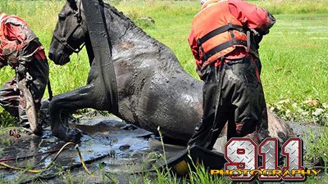 Horse stuck in neck deep mud pit rescued | fox43.com