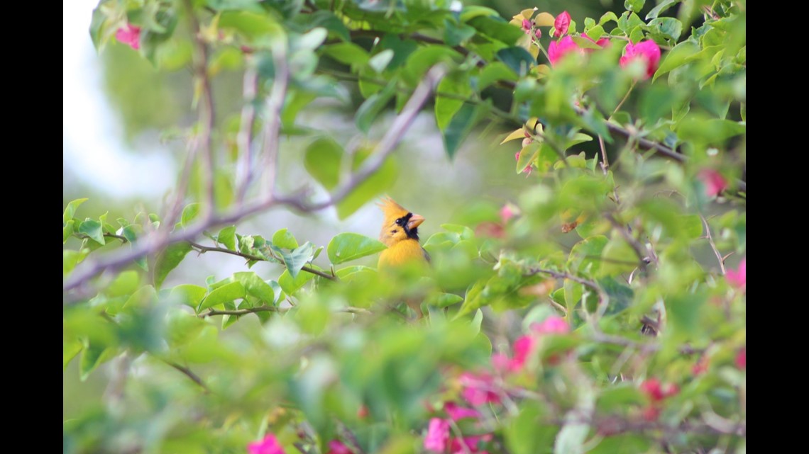 Rare, ‘one in a million’ yellow cardinal spotted in Florida | fox43.com