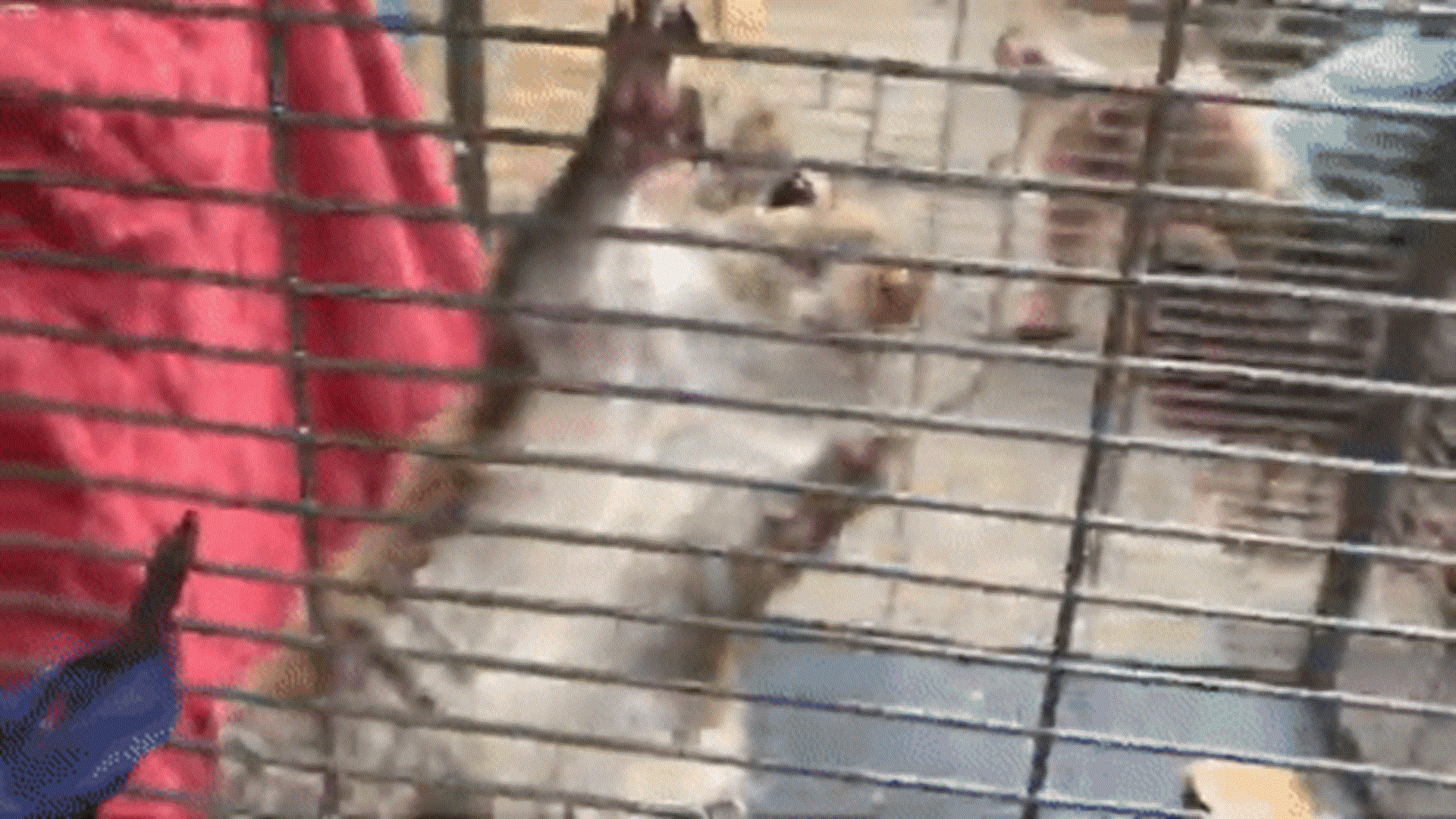 Deputies arrest wanted man who allegedly had meth-fueled ‘attack squirrel’ | fox43.com