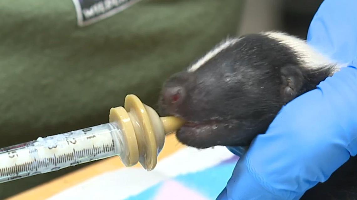 Local wildlife experts share what you need to know if you encounter ...
