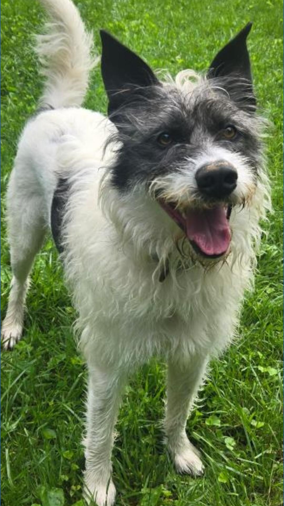 Meet Reno | Furry Friends | fox43.com