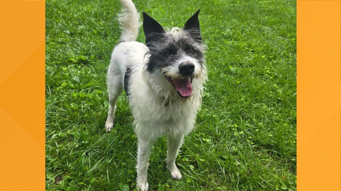 Meet Reno | Furry Friends | fox43.com