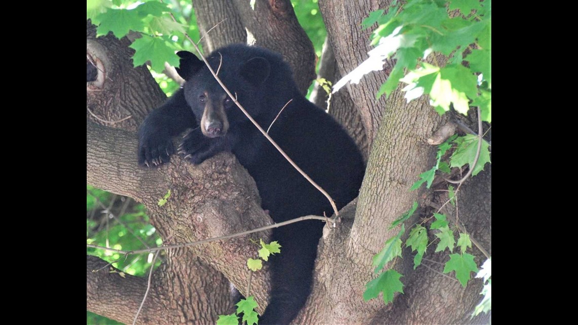 Young bear removed from tree outside home in Hanover | fox43.com
