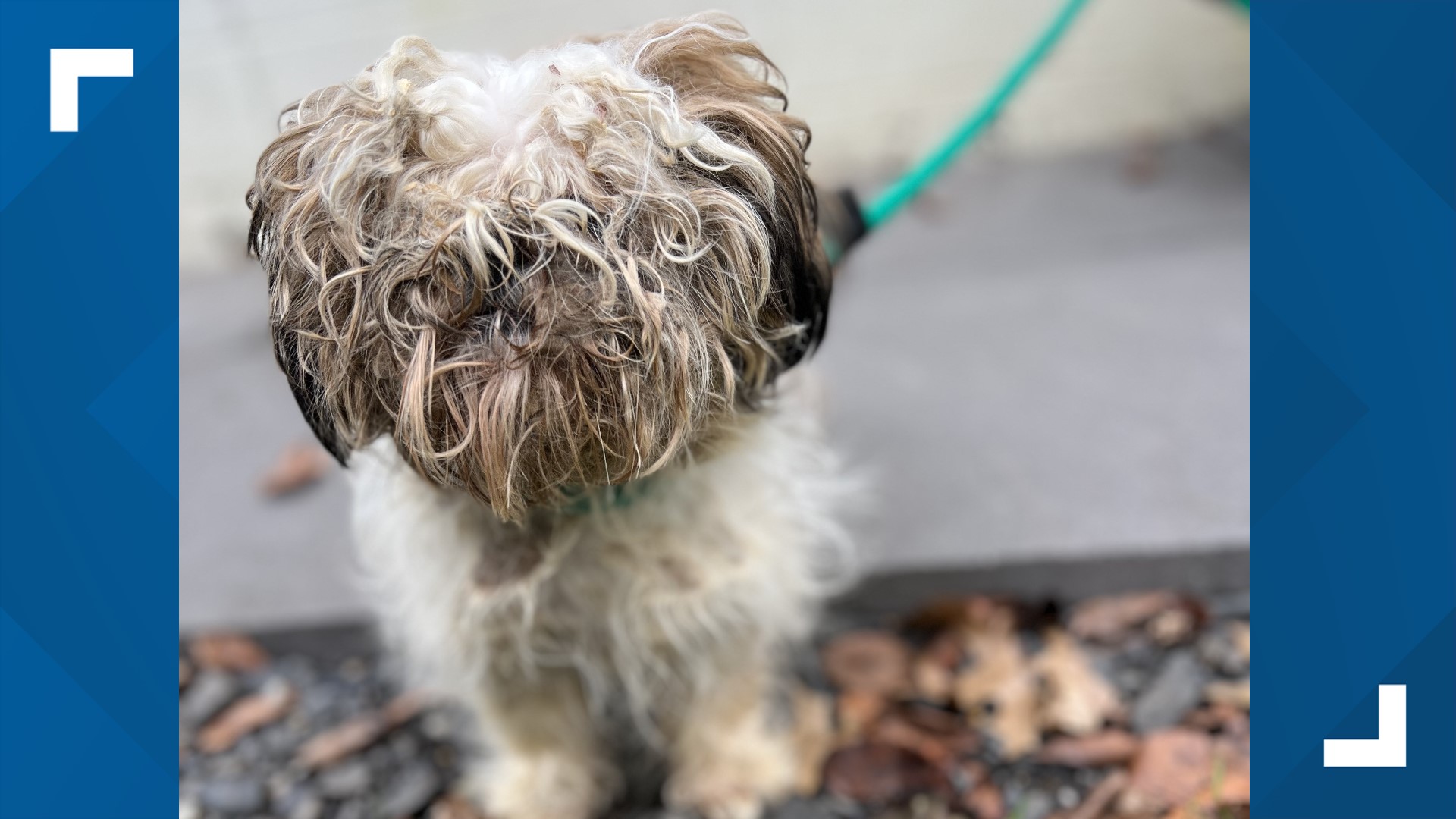 21 dogs taken from Lancaster County breeder over health and living ...