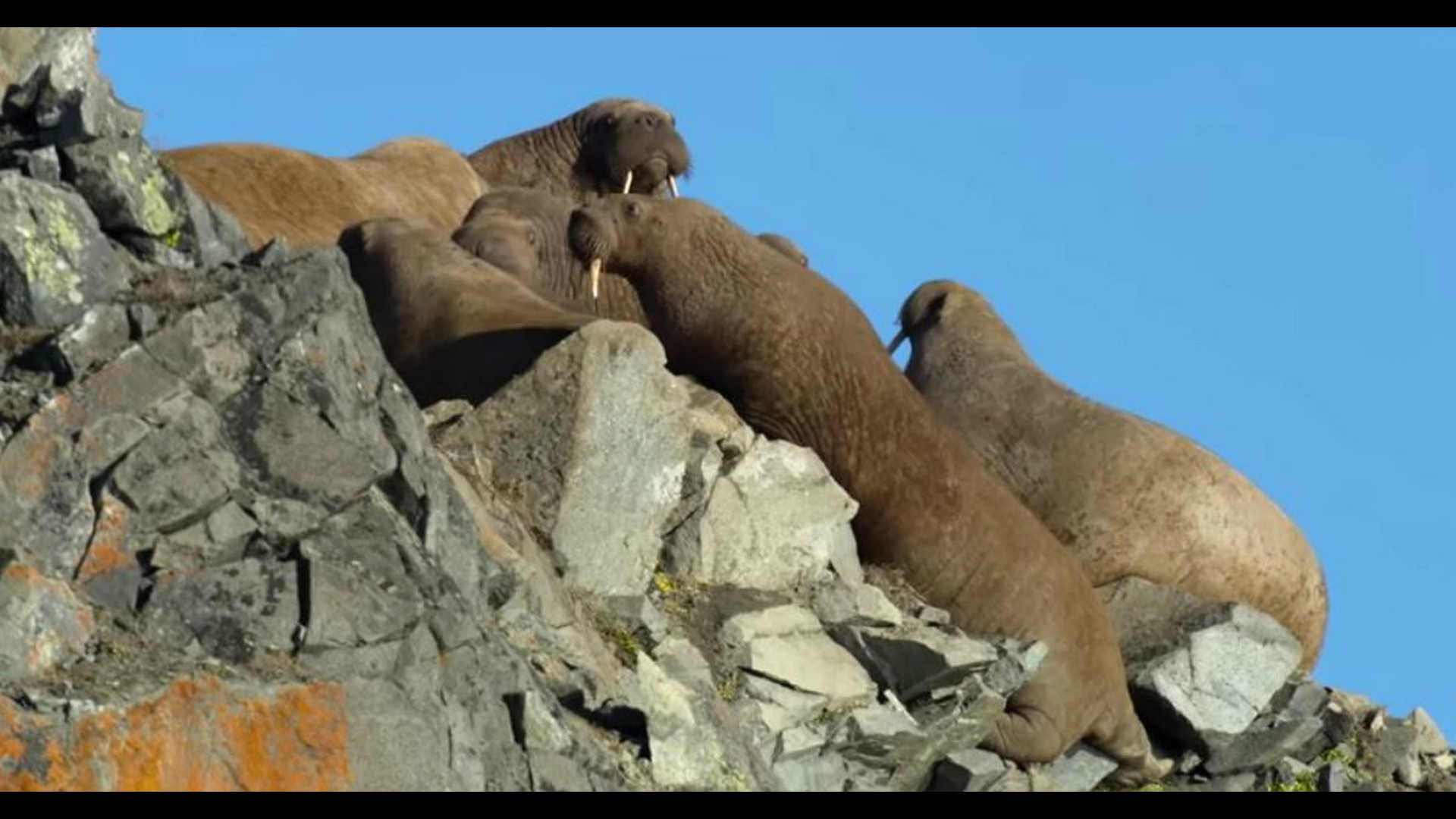 Why everyone is talking about a walrus scene on Netflix | fox43.com