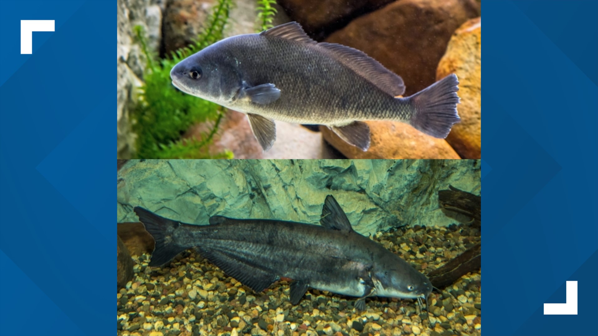 PFBC asks anglers to report and remove 2 non-native fish species caught ...