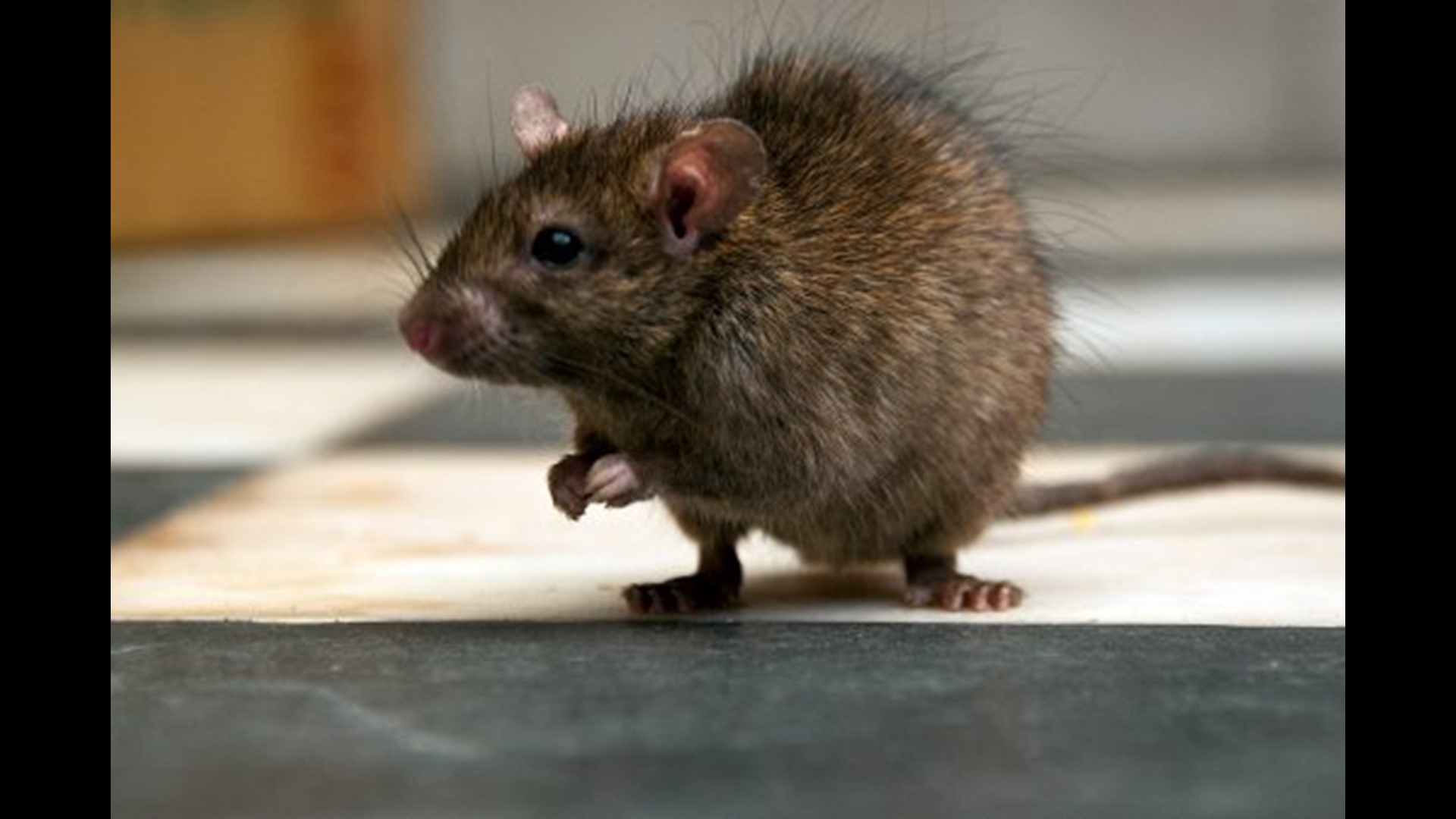 PA Health Secretary: pet rat tested positive for Seoul virus | fox43.com