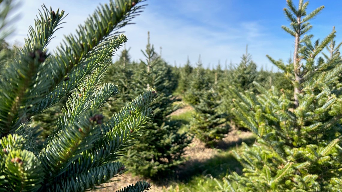 Cut-your-own Christmas tree farms in Pennsylvania | fox43.com