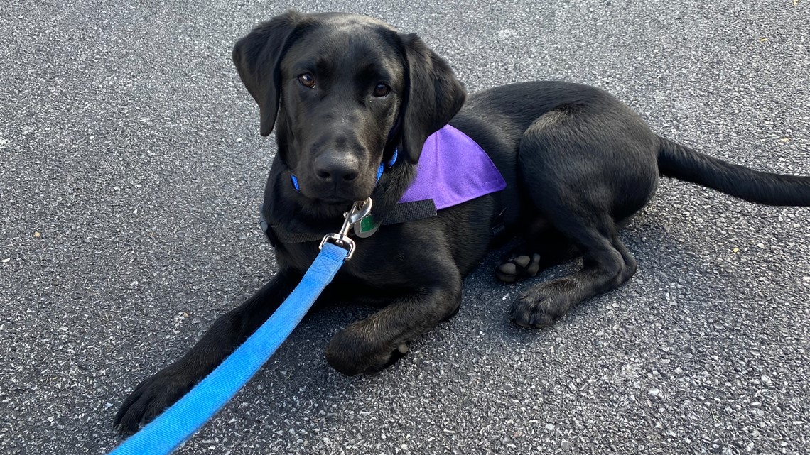 Elizabethtown student launches campus therapy dog program | On the ...