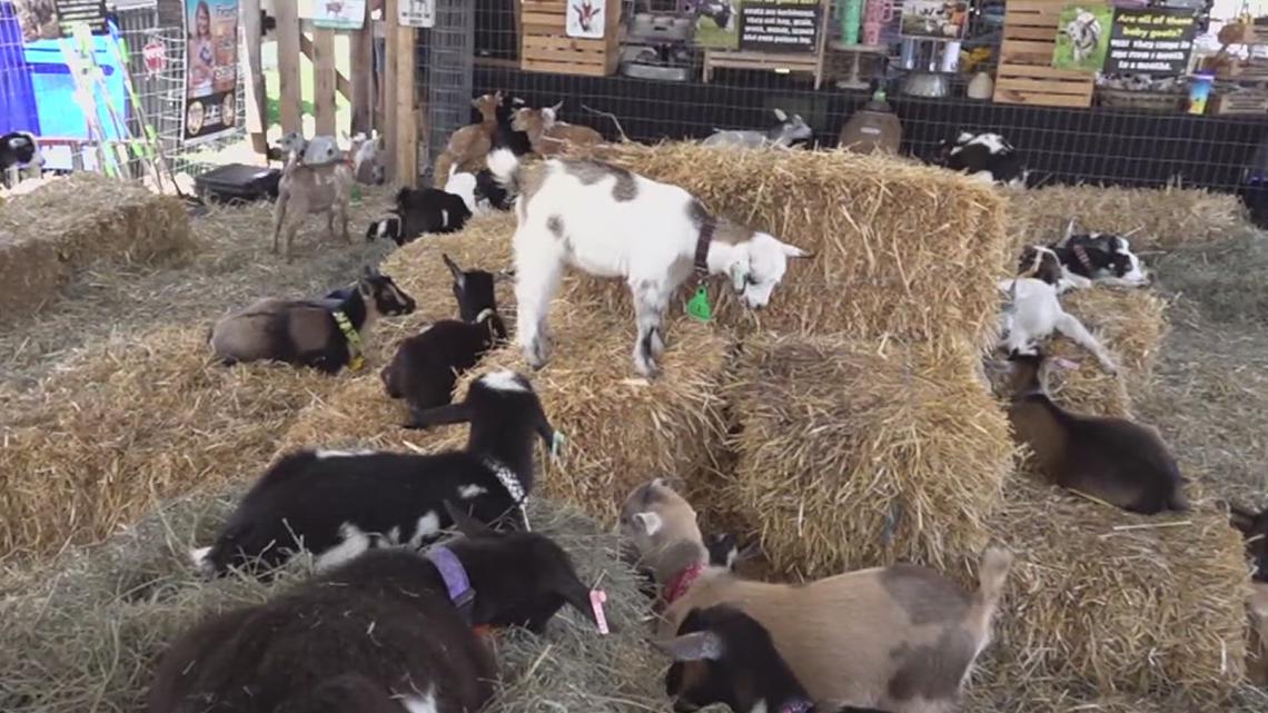 Snuggle with Baby Goats at York Fair's Steinmetz Family Farm | fox43.com