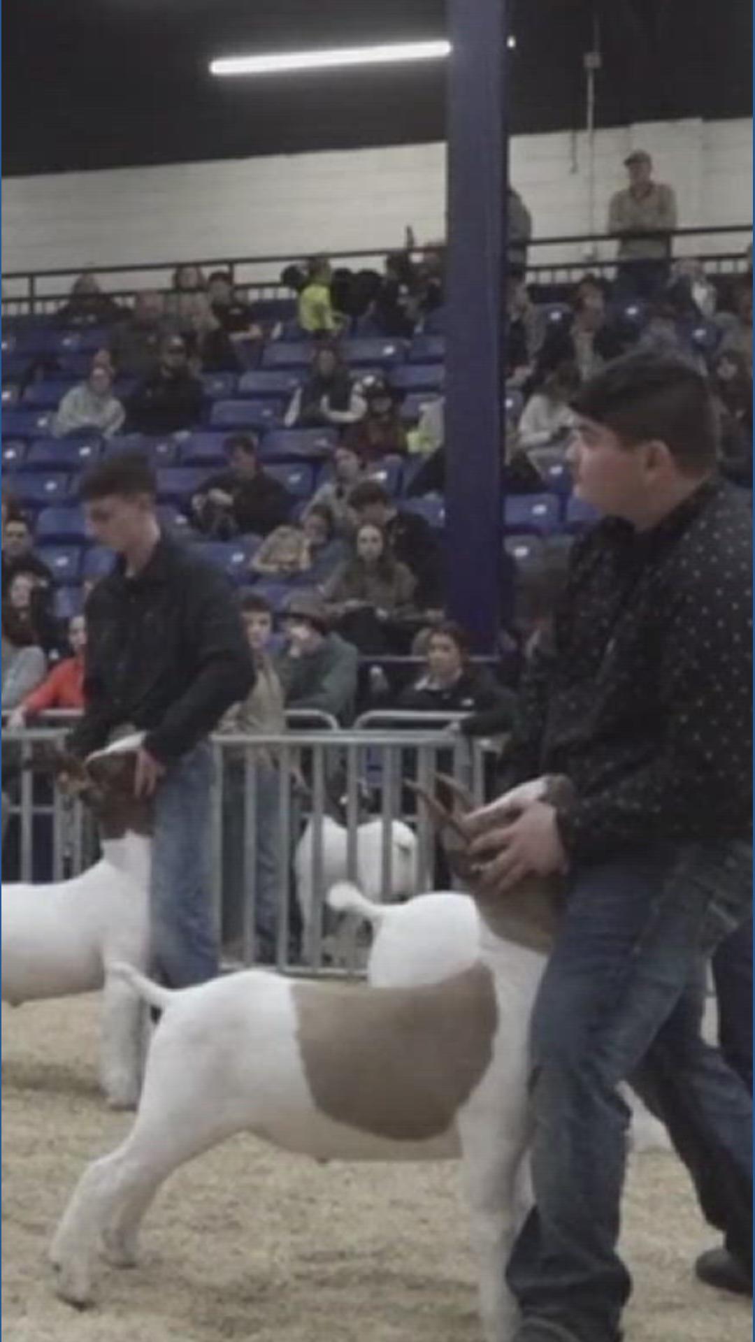 Angorapalooza sparks creativity at PA Farm Show with 2-hour rabbit ...